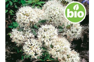 Aceite Esencial de Té de Labrador BIO