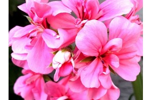 Fragancia de Geranio Rosa